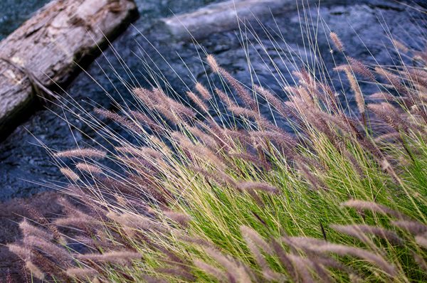Garden Design’s Horticultural Tour of Disneyland - Gallery | Garden Design
