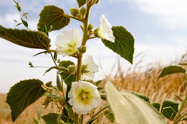 Kurdistan: Recovering a Garden of Paradise, Photo Gallery - Gallery ...