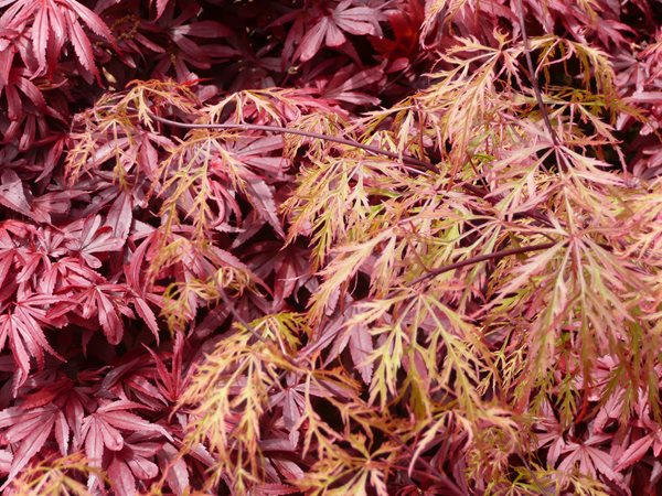 Maple Garden in Ohio - Gallery | Garden Design