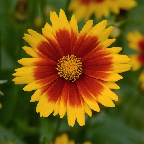 Perennials You'll Love - Gallery | Garden Design