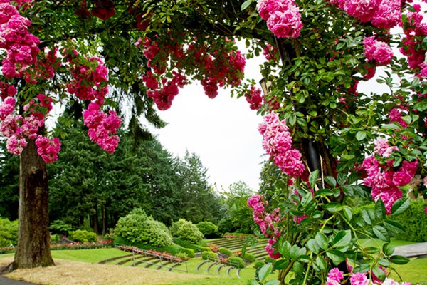 Rose Garden Desktop Wallpaper Rose Garden Wallpapers Wallpaper Cave