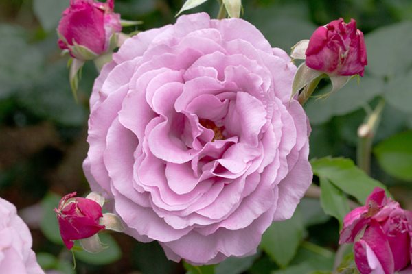 Portland's International Rose Test Garden - Gallery | Garden Design