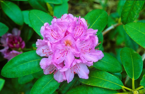 Scenic Route: Visiting Rhododendrons - Gallery | Garden Design