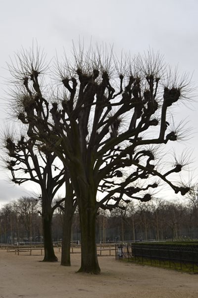 Trees of Paris Parks - Gallery | Garden Design