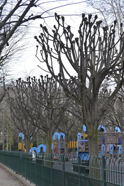 Trees of Paris Parks - Gallery | Garden Design