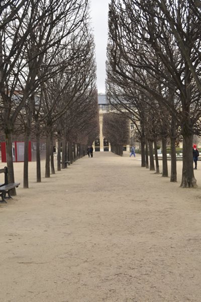 Trees of Paris Parks - Gallery | Garden Design