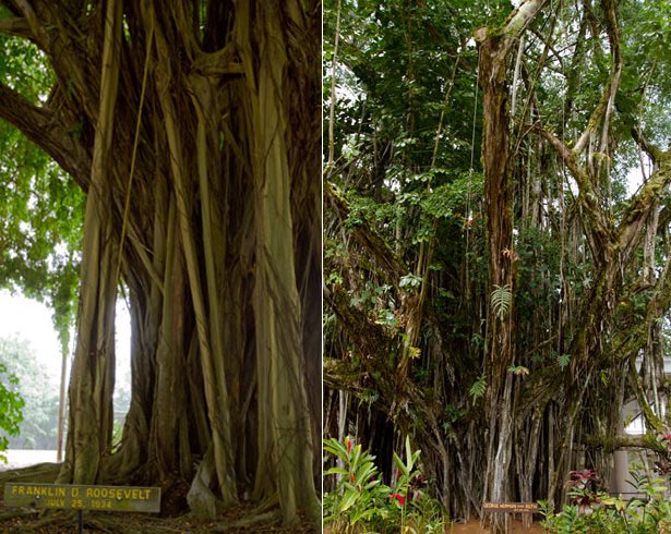 Botanic Notables: Hawai'i's Banyan Drive | Garden Design