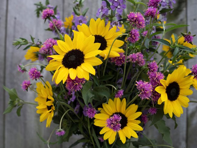 Gomphrena: How to Grow Globe Amaranth | Garden Design