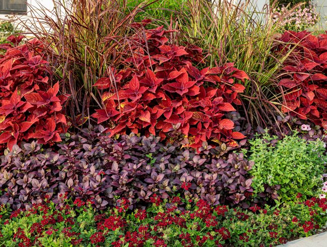 How to Create a Colorful Garden | Garden Design