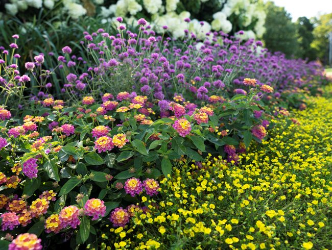 Gomphrena: How to Grow Globe Amaranth | Garden Design