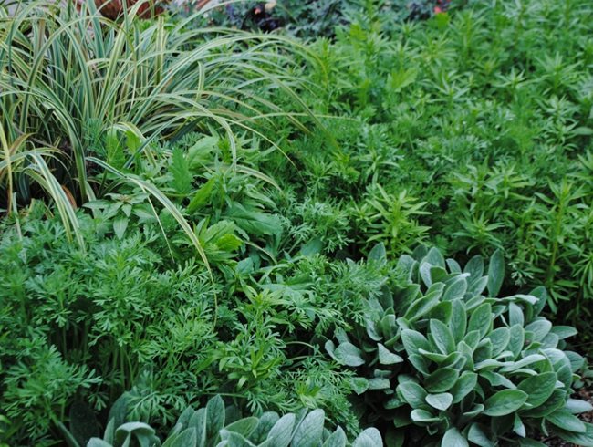 Creating Echoes in the Garden | Garden Design