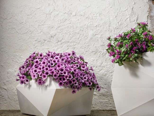 How to Grow Supertunias in Your Garden | Garden Design