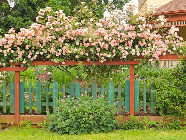 Vertical Gardening Ideas: How & What to Grow Vertically | Garden Design