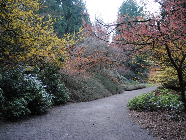 Winter Garden Ideas: Creating Winter Interest in the Garden | Garden Design