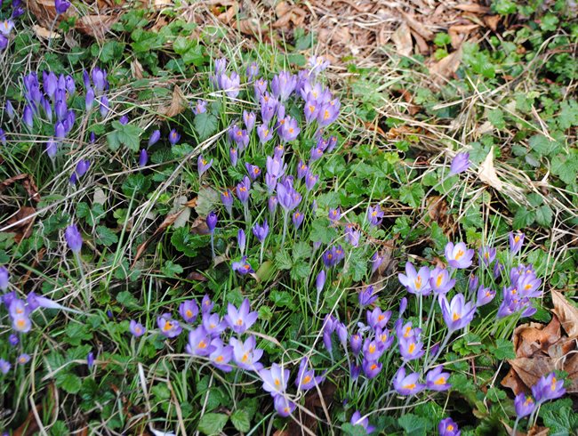 Bulb Garden Design: 7 Tips for a Gorgeous Display | Garden Design