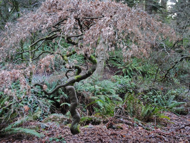 Winter Garden Ideas: Creating Winter Interest in the Garden | Garden Design