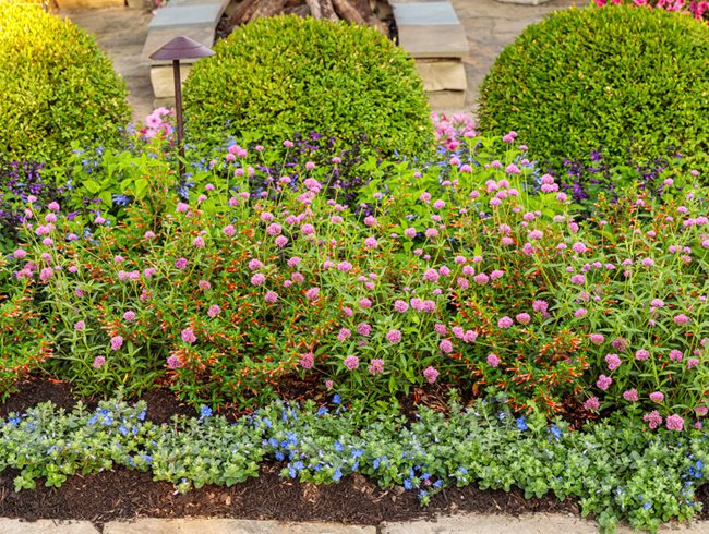 Gomphrena: How to Grow Globe Amaranth | Garden Design