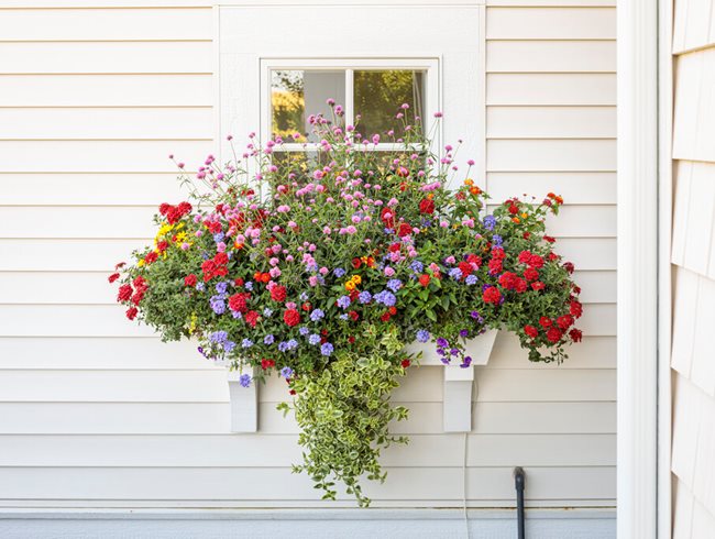 Gomphrena: How to Grow Globe Amaranth | Garden Design