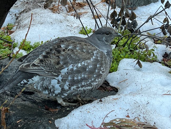 Winter Garden Ideas: Creating Winter Interest in the Garden | Garden Design