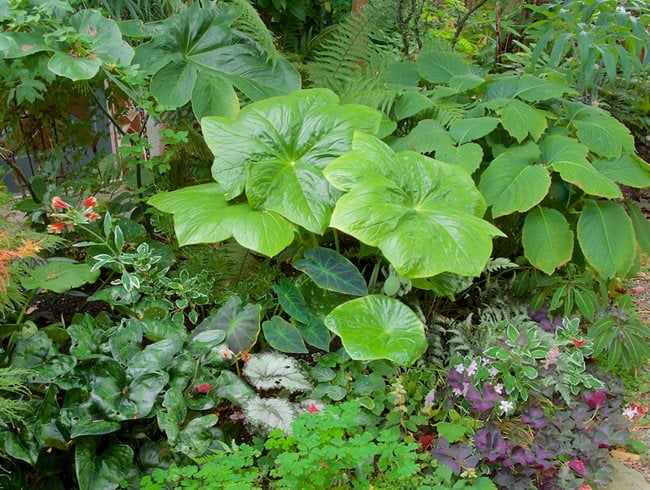 Shade Gardens: Ideas, Design & Inspiration | Garden Design