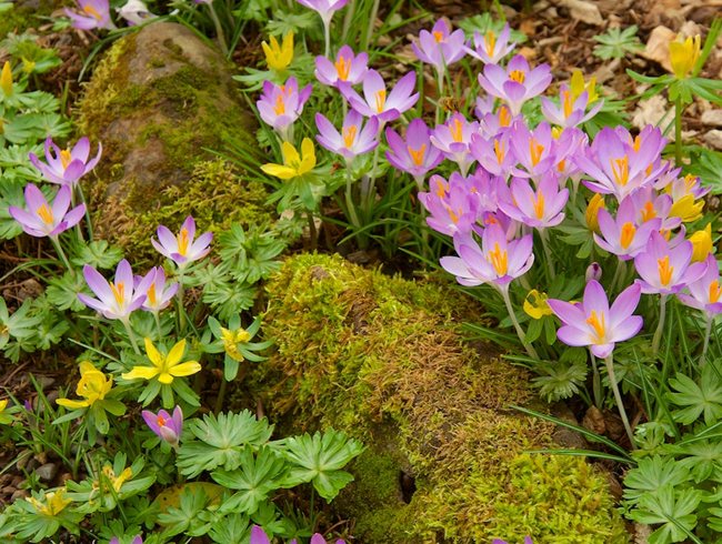 20 Early Spring Garden Ideas to Get a Head Start | Garden Design