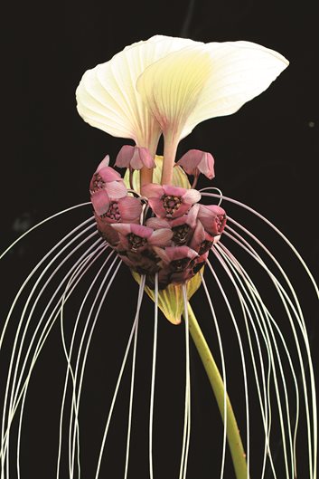 4 Strange Plants - Gallery | Garden Design