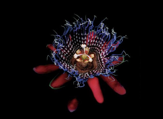 'Botanica Magnifica' Photography, Gallery - Gallery | Garden Design