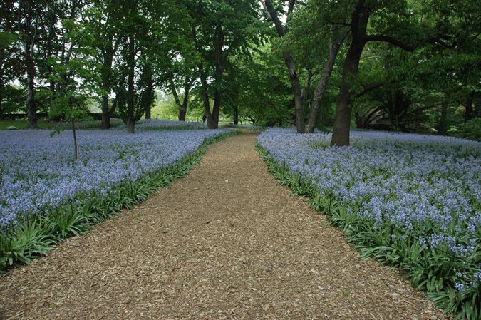 Brooklyn Botanic Garden's 100th Anniversary - Gallery | Garden Design
