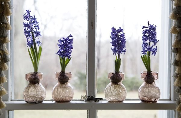 Forcing Indoor Bulbs - Gallery | Garden Design