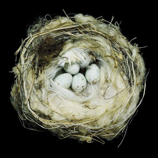 Nests and the Birds That Built Them - Gallery | Garden Design