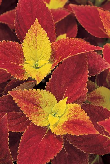 Coleus Plant Care & Varieties | Garden Design