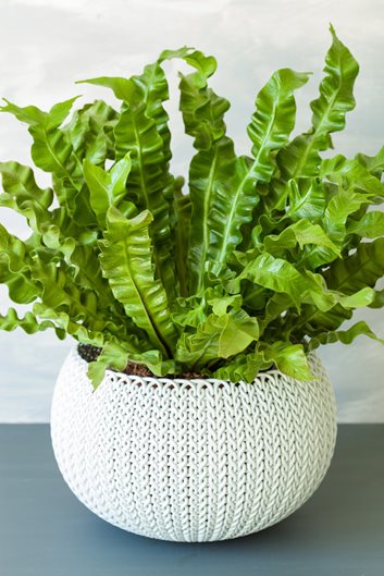 24 Low-Light Indoor Plants | Garden Design