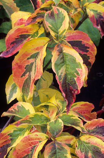 Dogwood Trees: Planting, Care and Facts | Garden Design