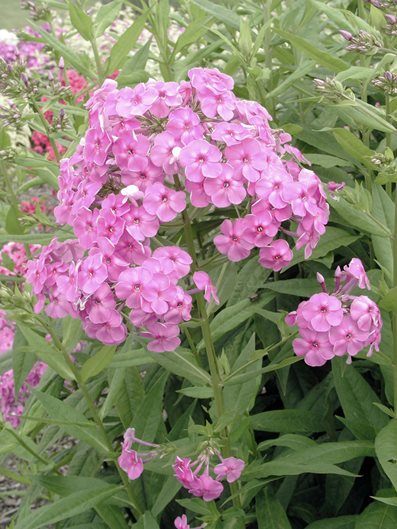 Growing Phlox – Planting & Caring for Garden Phlox | Garden Design