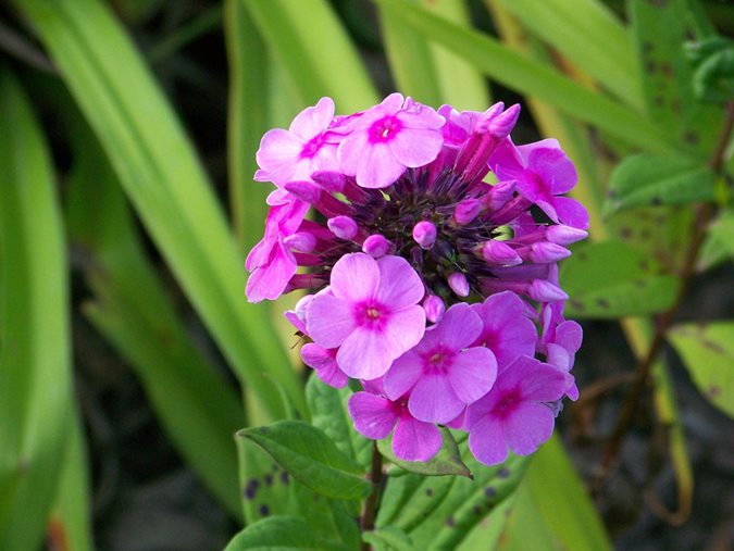 Growing Phlox – Planting & Caring for Garden Phlox | Garden Design