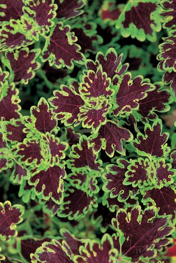 Coleus Plant Care & Varieties | Garden Design
