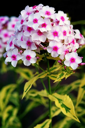 Growing Phlox – Planting & Caring for Garden Phlox | Garden Design