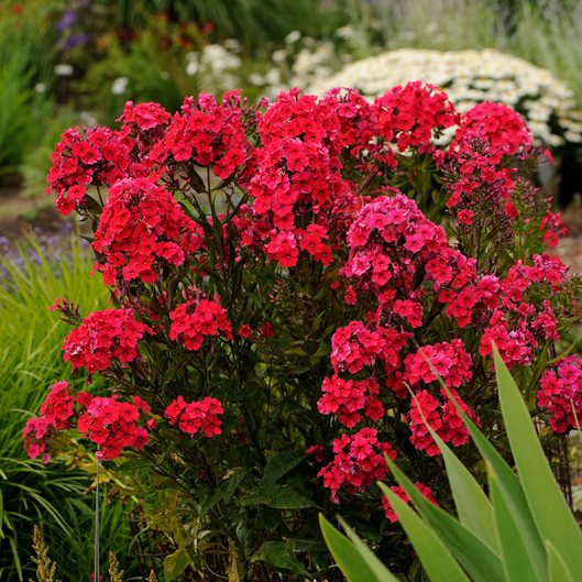Tall Garden Phlox Varieties | Fasci Garden