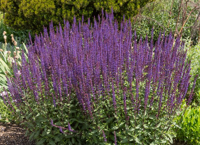 Salvia Plants: Growing & Caring for Ornamental Sages | Garden Design