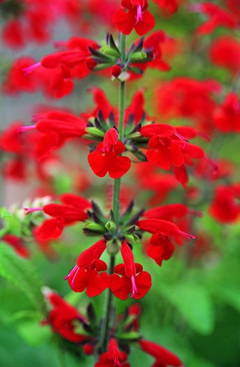 Salvia Plants: Growing & Caring for Ornamental Sages | Garden Design