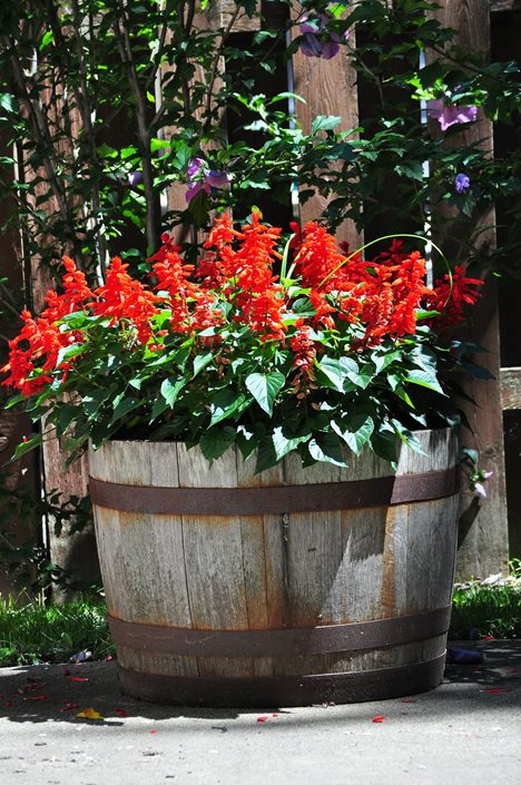 Salvia Plants: Growing & Caring for Ornamental Sages | Garden Design