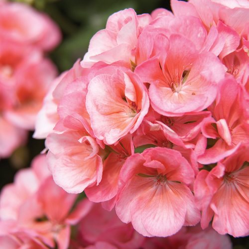 Growing Geraniums: Plant Care & Flower Varieties | Garden Design