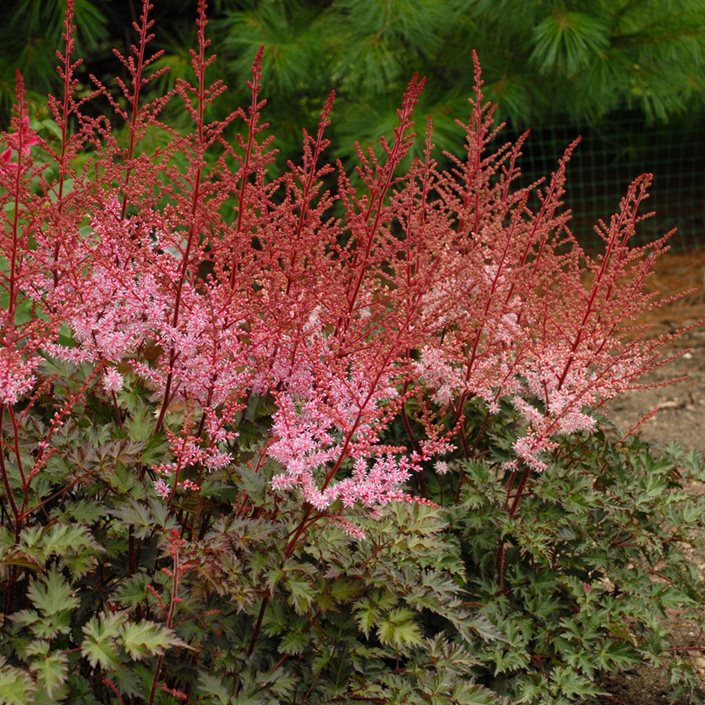 Growing Astilbe – How to Plant & Care for Astilbe Plants | Garden Design
