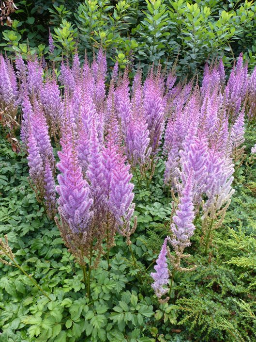 Growing Astilbe – How to Plant & Care for Astilbe Plants | Garden Design