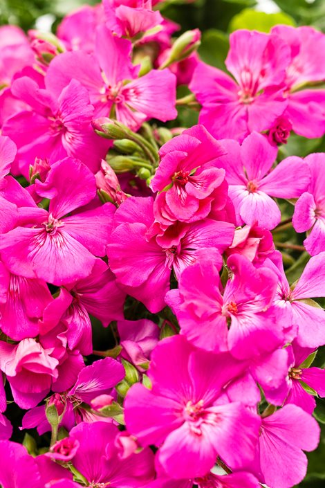Growing Geraniums: Plant Care & Flower Varieties | Garden Design