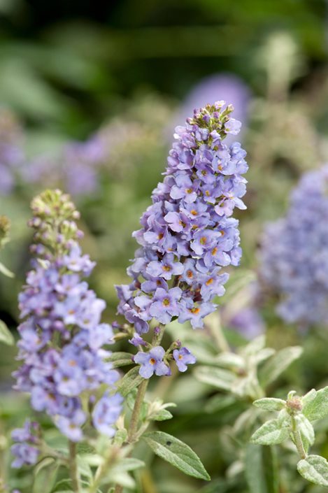 Butterfly Bush: Planting & Caring for Non-Invasive Buddleia | Garden Design