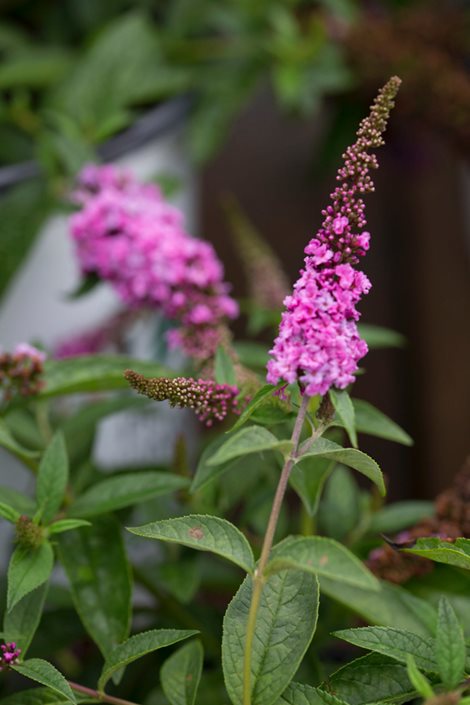 Butterfly Bush: Planting & Caring for Non-Invasive Buddleia | Garden Design