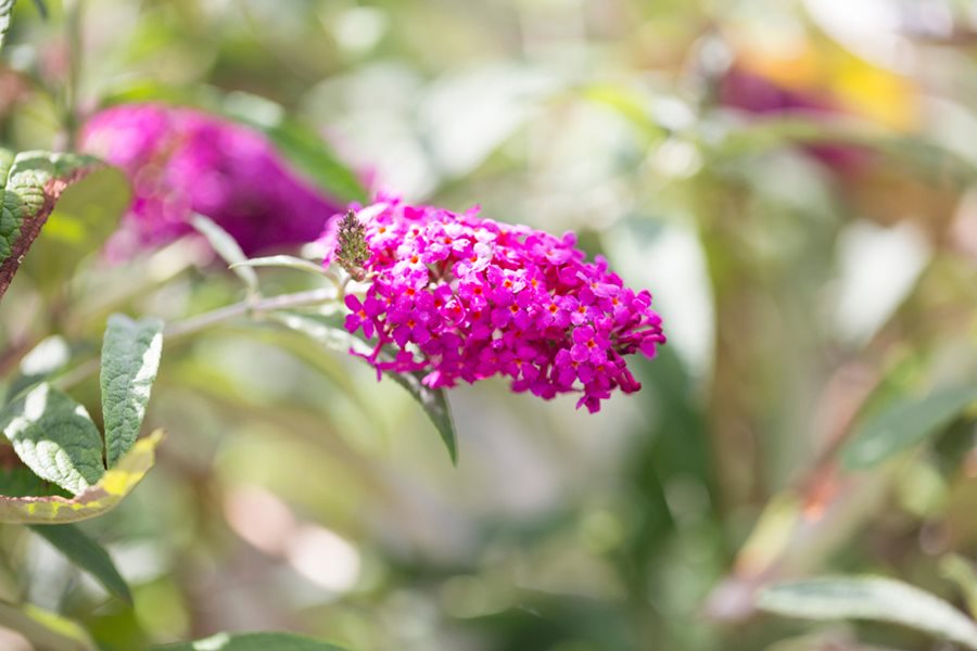 Butterfly Bush: Planting & Caring for Non-Invasive Buddleia | Garden Design