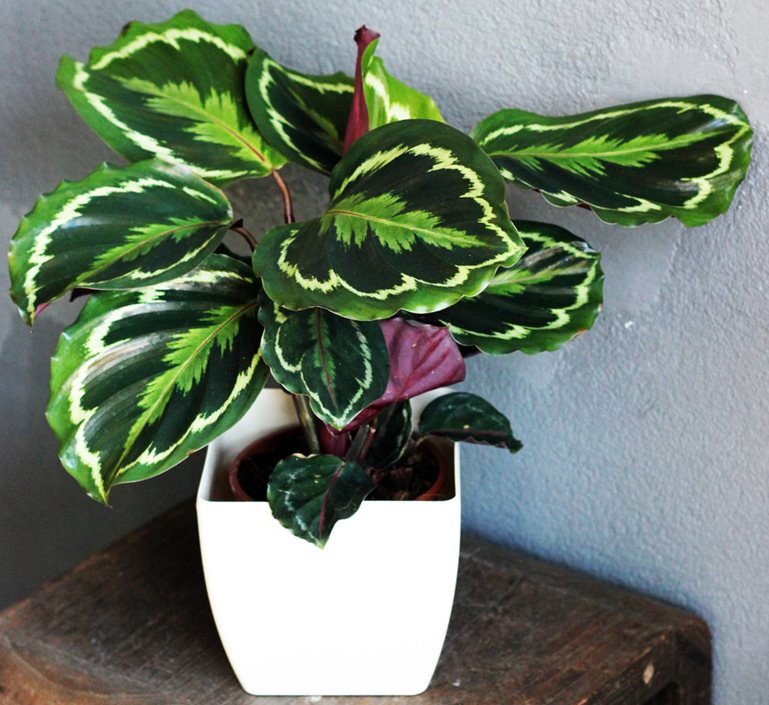 How to Grow Colorful Calathea Plants | Garden Design