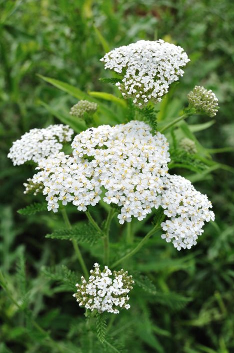 Yarrow Plants – Growing Yarrow Flowers | Garden Design